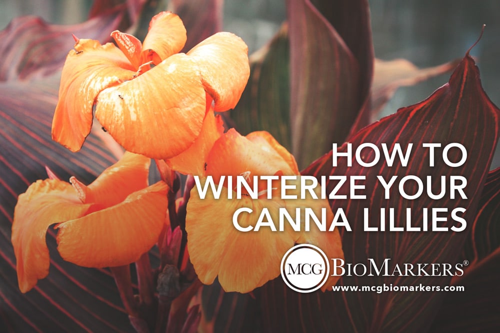 How To Winterize Your Canna Lilies Mcg Biomarkers